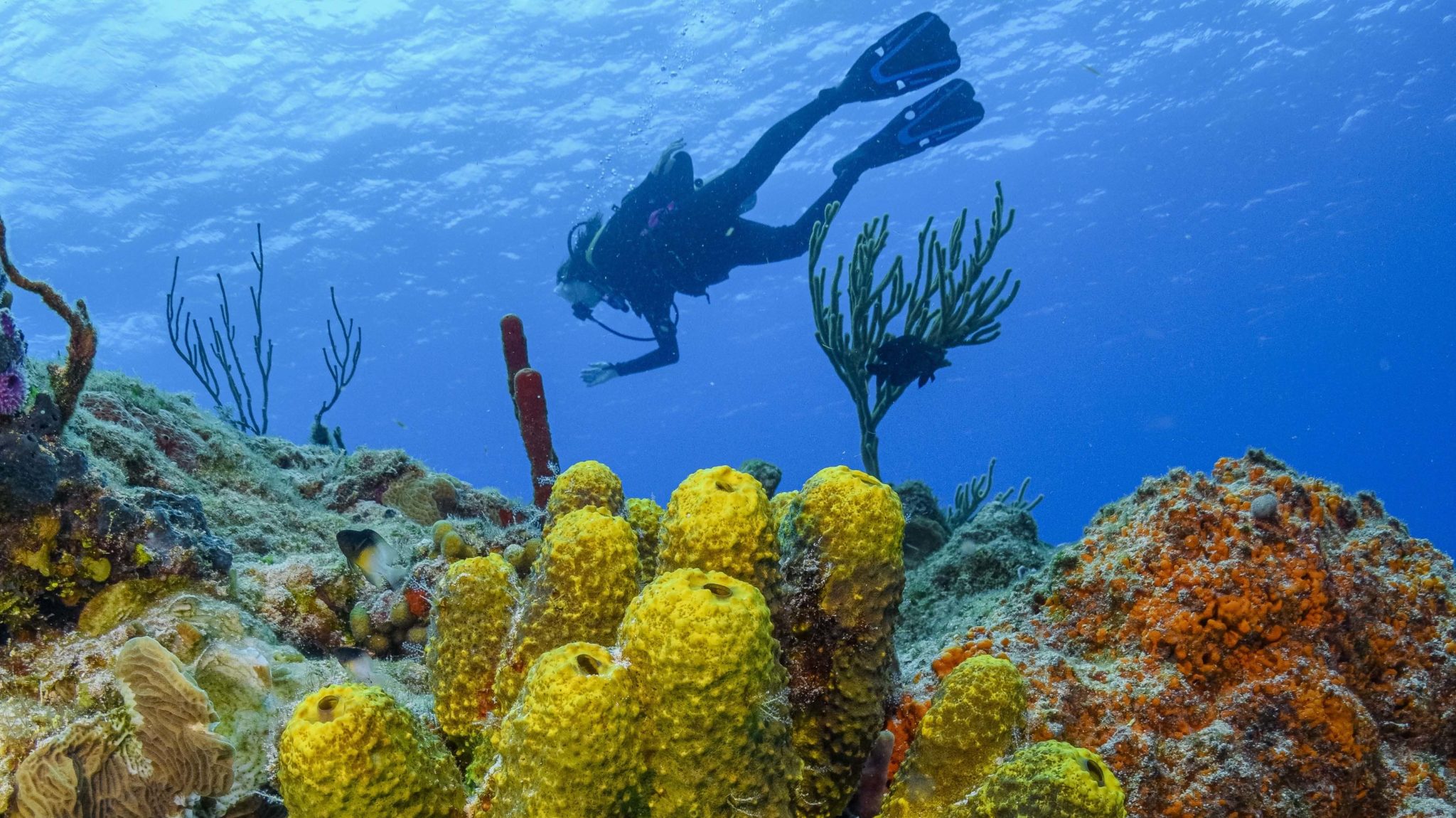 Multi-Trip Packages - Dive Paradise